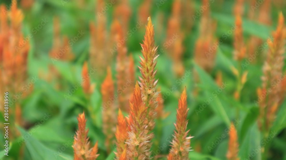 Celosia plumosa flower , 'Pampas Plume Mixture' Prince of Wales ...