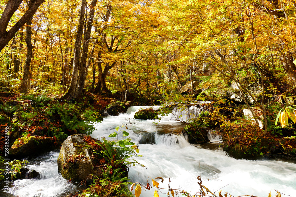 Water stream flowing through the colorful autumn forest with fallen ...