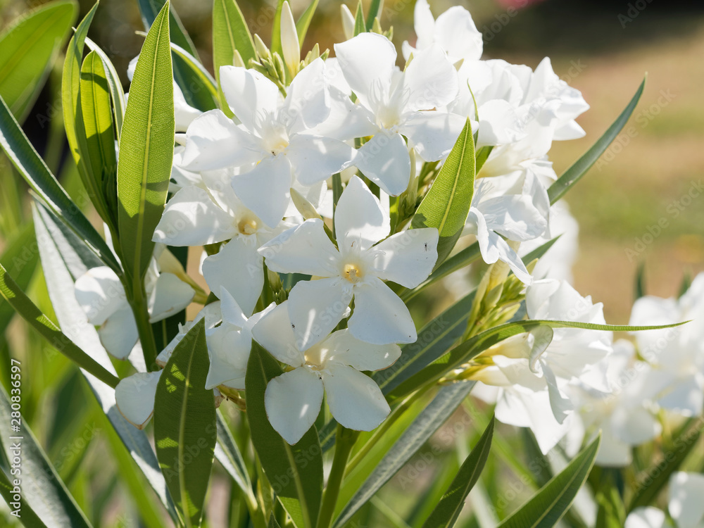 Nerium oleander in bloom with white flowers in clusters at the end of ...