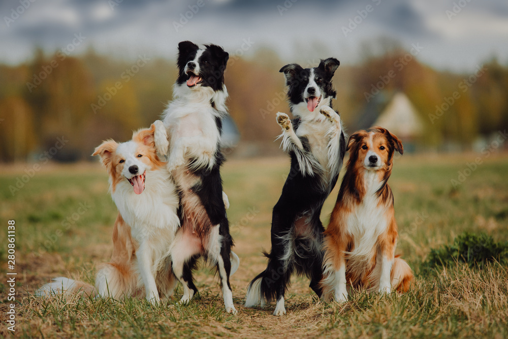 Group Of Happy Dogs