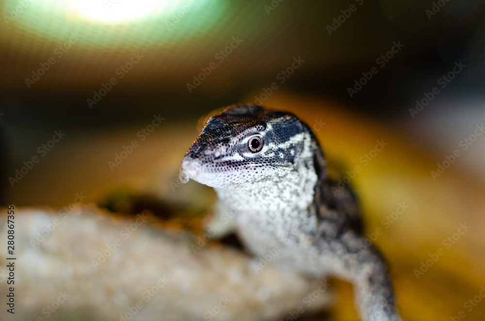 Varanus acanthurus. Exotic animals in the artificial habitat. A cold ...