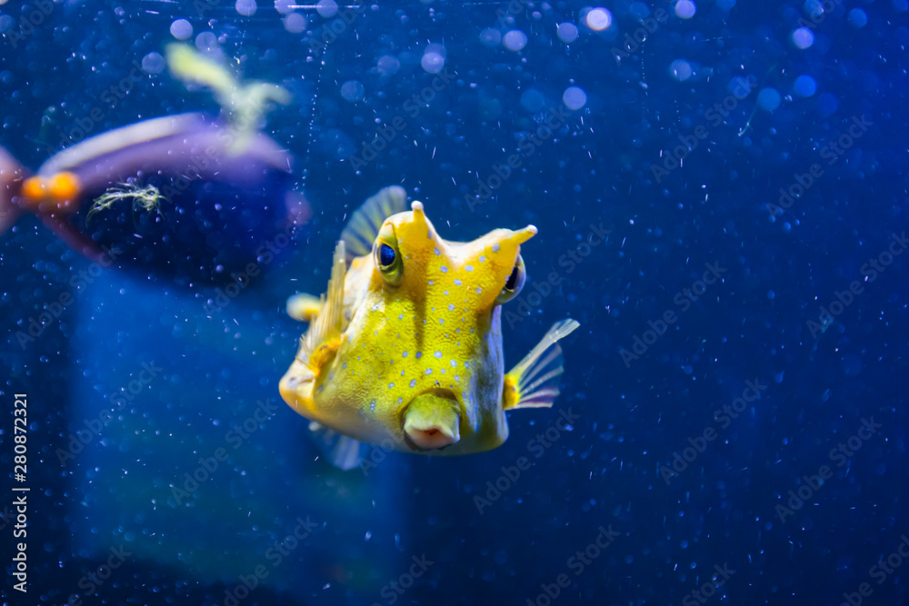Longhorn cowfish, latin name Lactoria cornuta, also called the horned ...