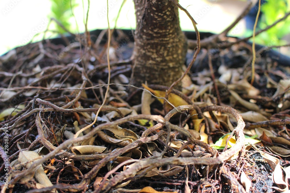 The placenta of many trees is in black pots Stock Photo | Adobe Stock