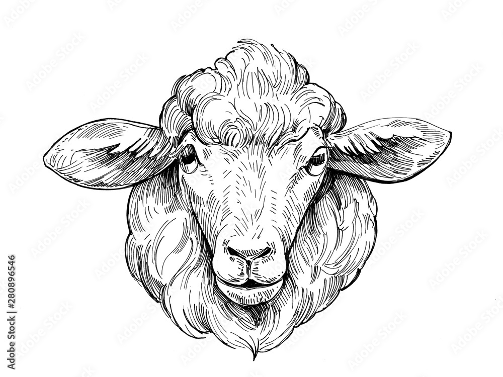 Sketch of sheep. Hand drawn illustration. Stock Illustration | Adobe Stock