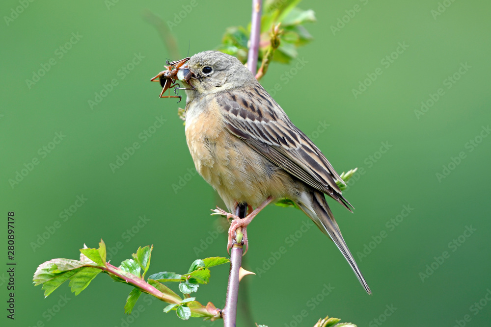 Ortolan (Emberiza hortulana) - Ortolan bunting Stock Photo | Adobe Stock