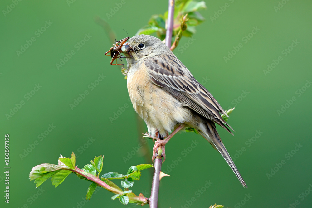 Ortolan (Emberiza hortulana) - Ortolan bunting Stock Photo | Adobe Stock