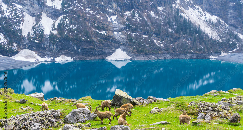 Ibex grazing in the meadows next to oeschinensee lake panoramic walk in ...