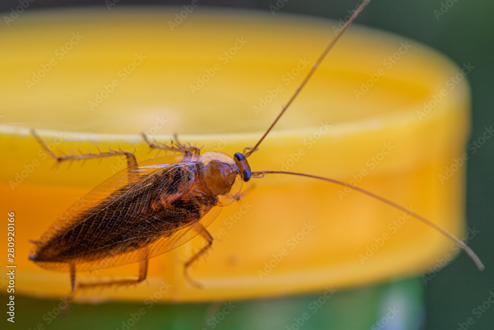 Bernstein-Waldschabe Ectobius Vittiventris Stock Photo | Adobe Stock
