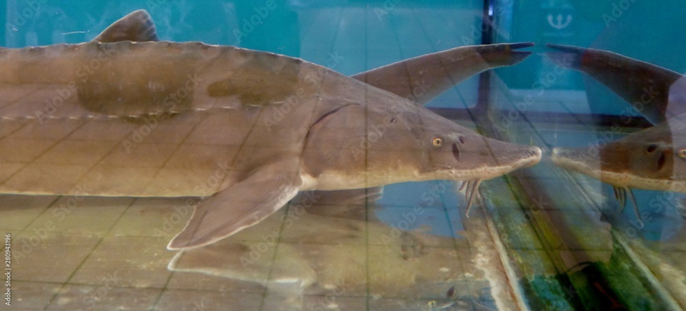 Fisch im Lebendbecken Stock Photo | Adobe Stock