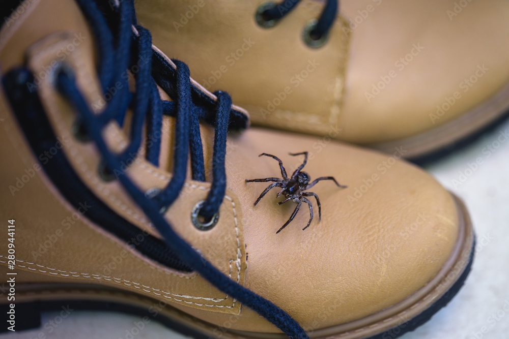 poisonous spider rising into a boot. Spider care, fear of spider. Busty ...