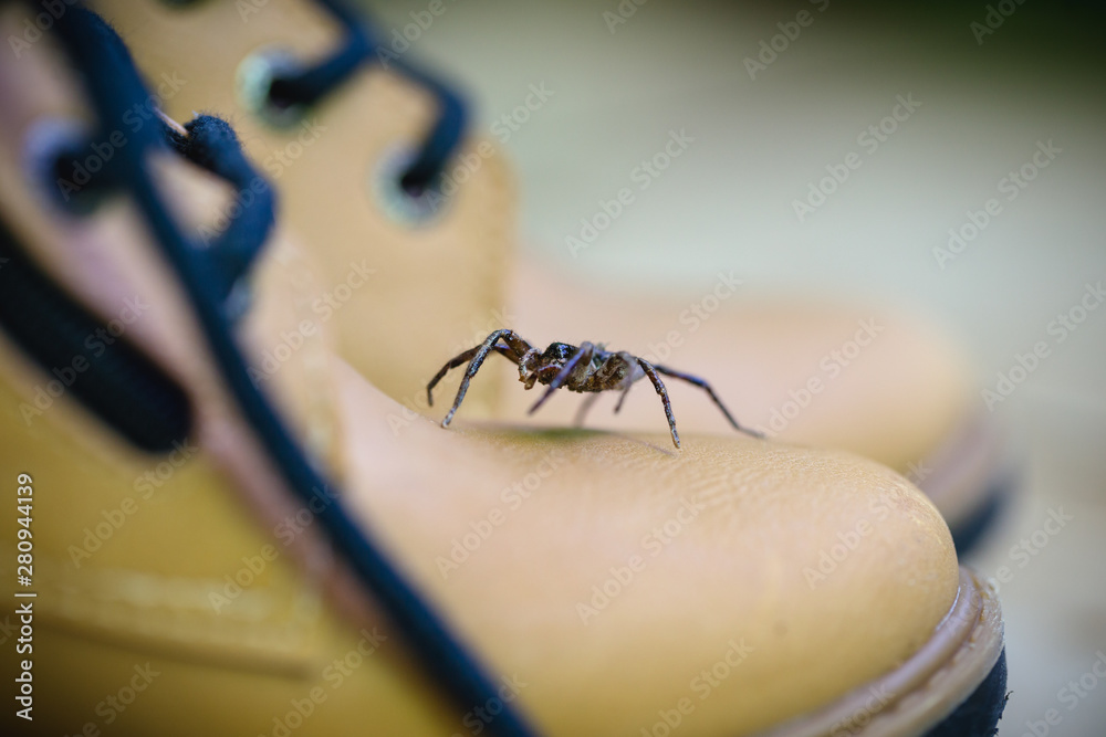 poisonous spider rising into a boot. Spider care, fear of spider. Busty ...