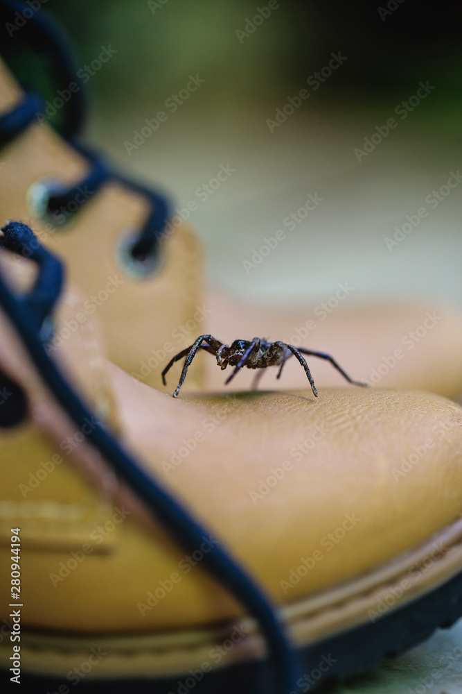poisonous spider rising into a boot. Spider care, fear of spider. Busty ...