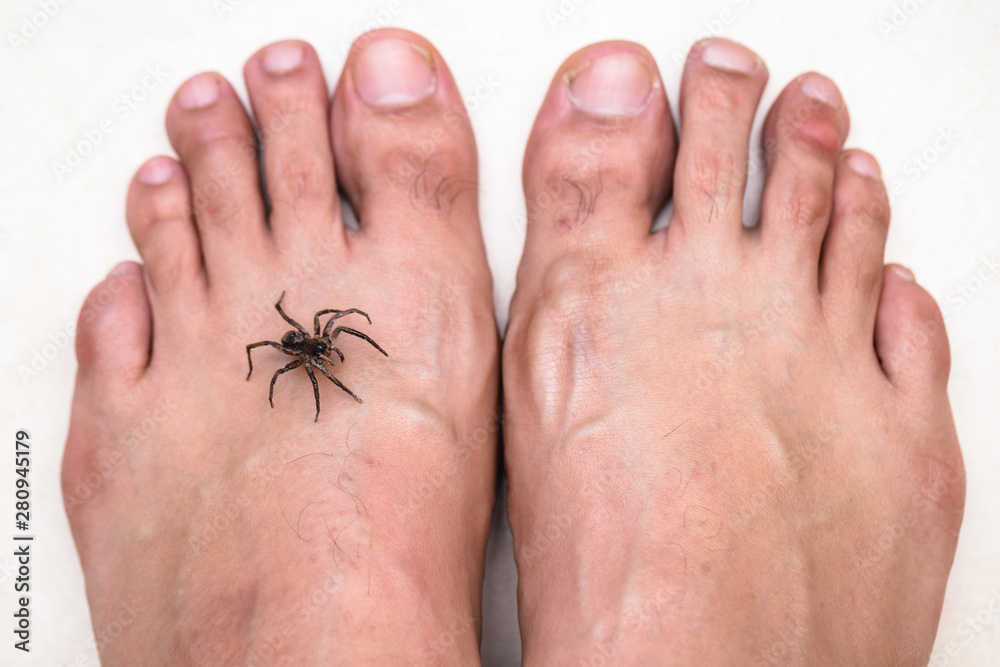 Brown spider attacking person. Venomous spider biting foot, spider bite ...