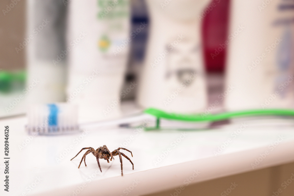 Poisonous spider inside residential toilet. Arachnophobia concept, fear ...