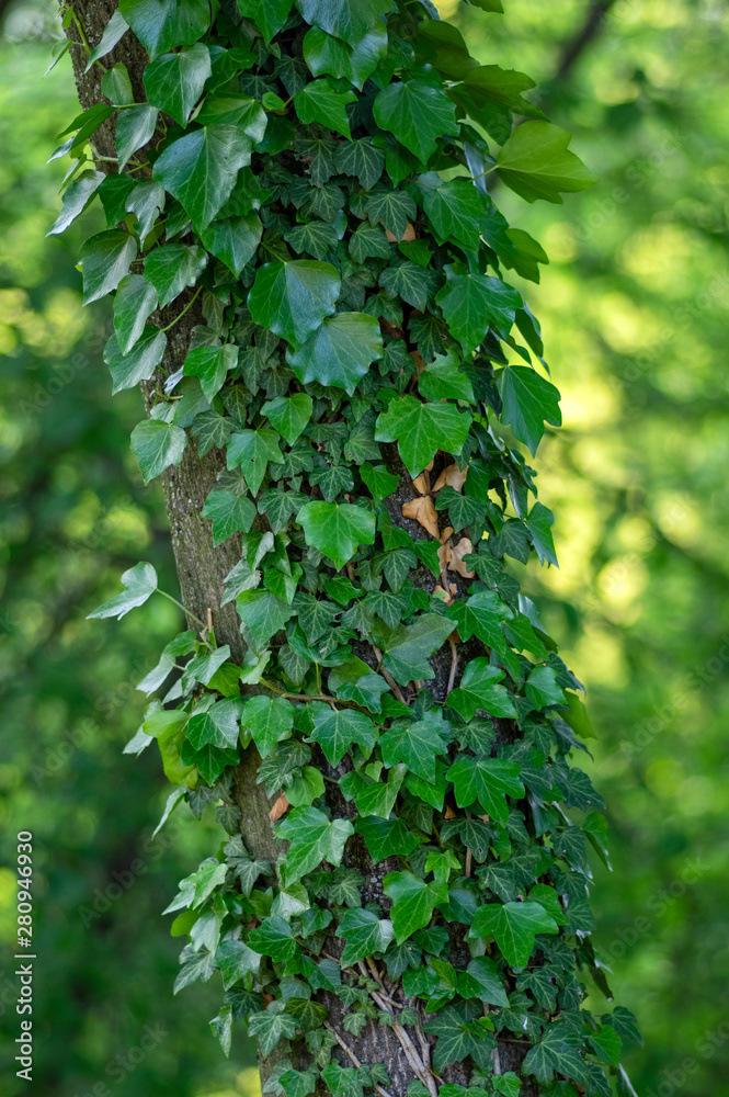 Old tree trunk covered with poison ivy, Hedera helix green leaves ...
