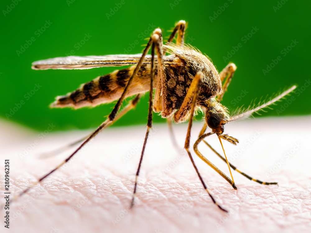 Dangerous Zika Infected Mosquito Bite on Green Background ...