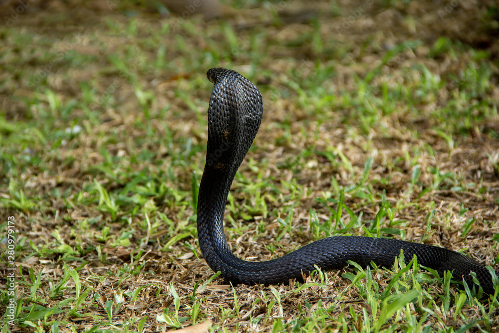 Black Cobra Snake