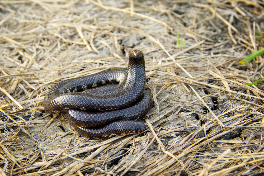 Red-tailed pipe snake not dangerous. but like to lift and spread the ...