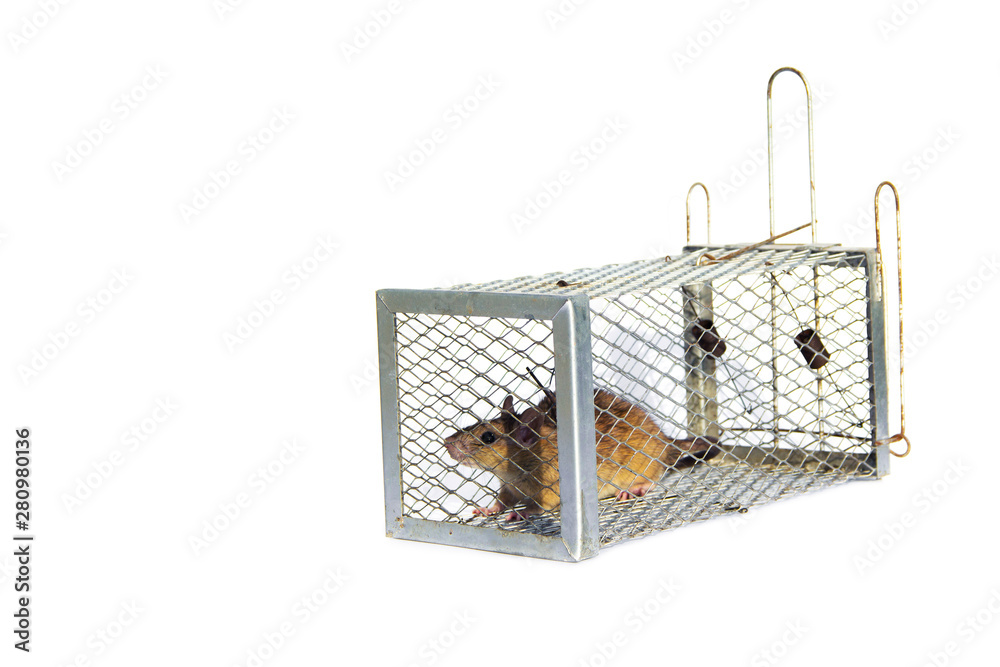 Mouse fall into a trap spring cage. Trapping catch for removal rat that ...