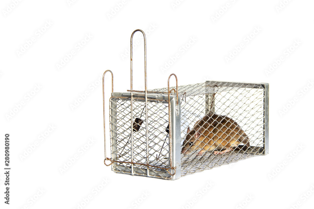 Mouse fall into a trap spring cage. Trapping catch for removal rat that ...