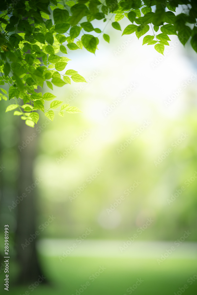 Nature of green leaf in garden at summer. Natural green leaves plants ...