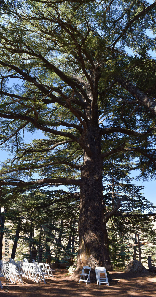 Living cedar in the remnant forest of cedars in Mount Lebanon with ...