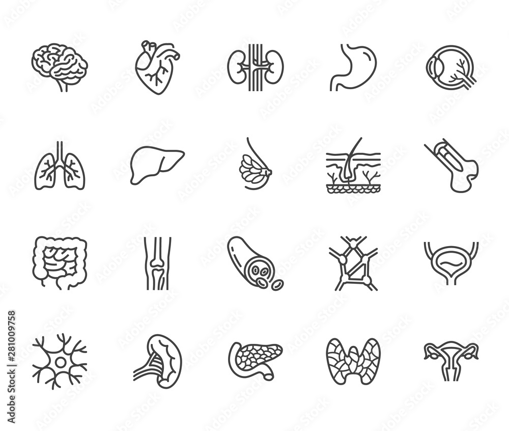 Organs, anatomy flat line icons set. Human bones, stomach, brain, heart ...