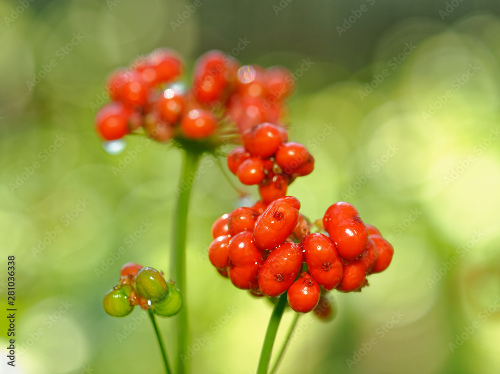 Wild ginseng with berries. A close up of the most famous medicinal ...
