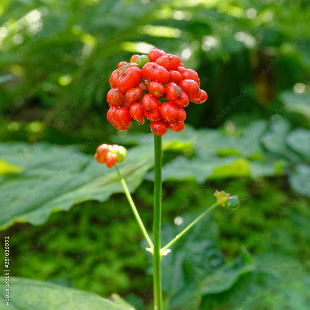 A close up of the most famous medicinal plant ginseng (Panax ginseng ...
