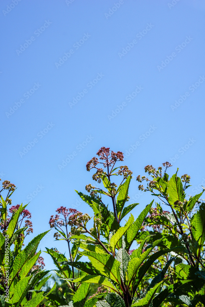 Vertical image of the stems, leaves, and flowers of Joe-Pye weed ...