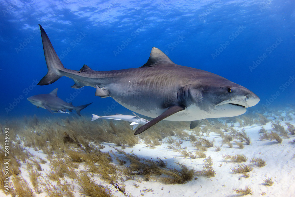 Tiger Shark of Tiger Beach Stock Photo | Adobe Stock