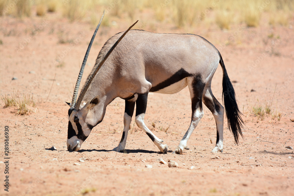 The East African oryx (Oryx beisa), also known as the beisa is a ...