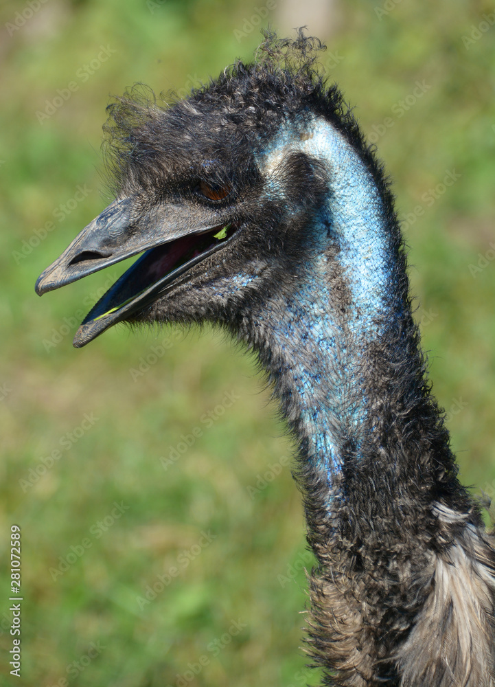The emu is the largest bird native to Australia and the only extant ...