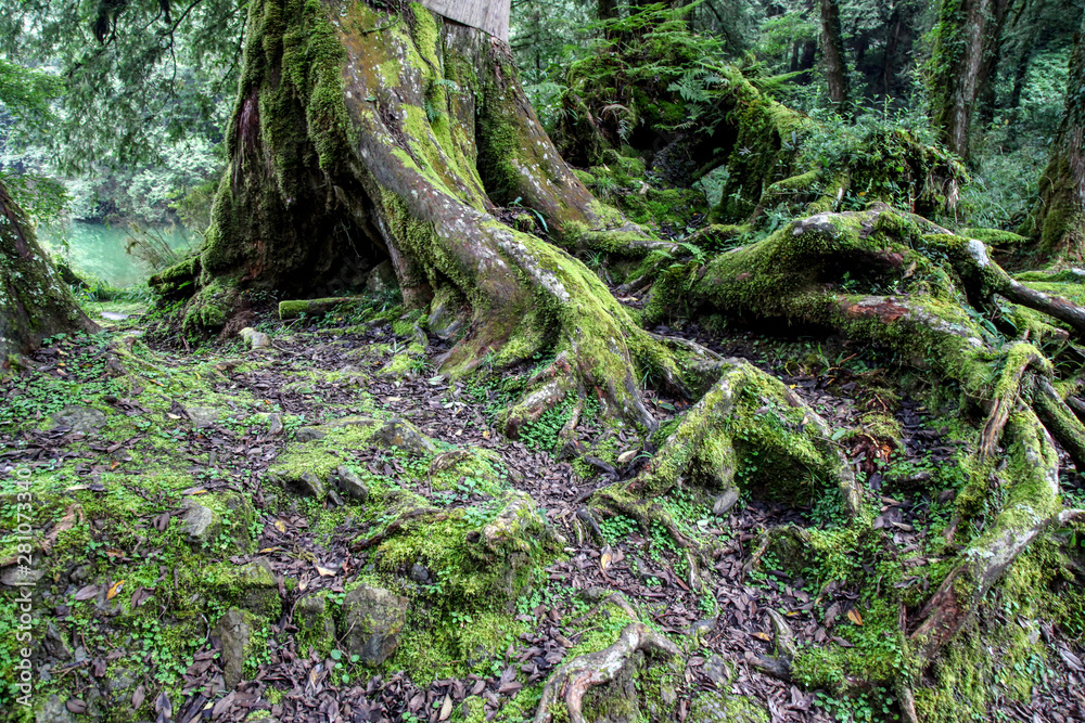 Old root Big tree at Alishan national park area in Taiwan. Stock Photo ...