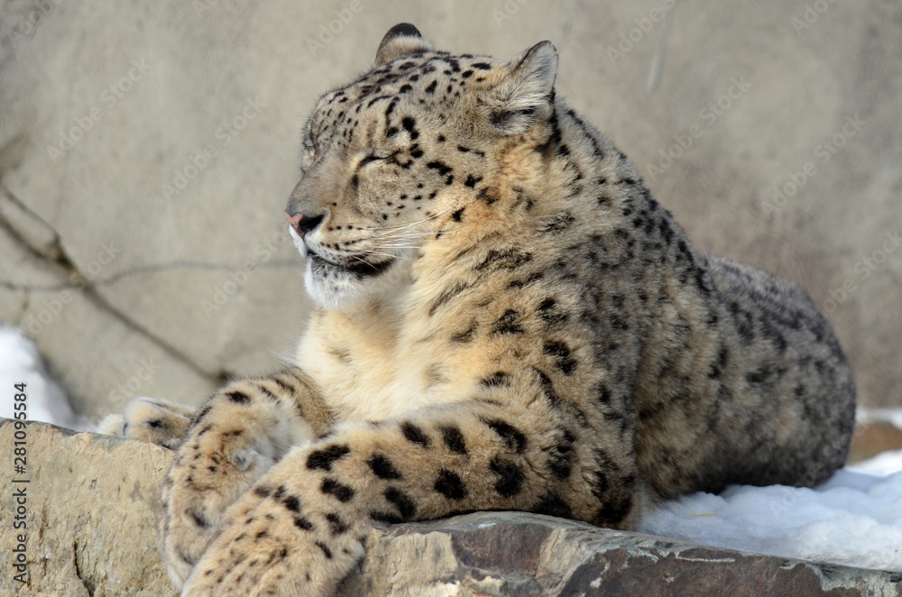 The snow leopard is a large cat native to the mountain ranges of ...