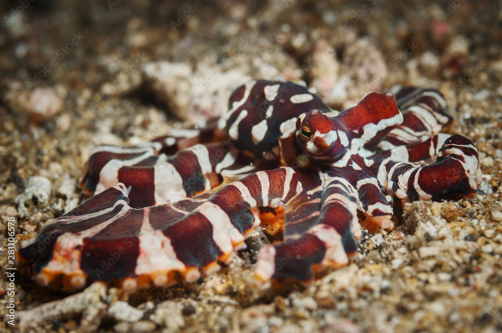 Mimic Octopus Stock Photo | Adobe Stock