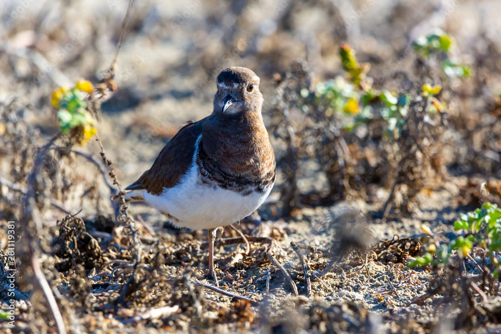 Rufous Chested Dotterel. (Chorlo Chileno) Latin name Charadrius ...