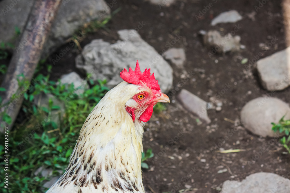 White hen outside standing by the chicken house. Chicken, poultry. Farm ...