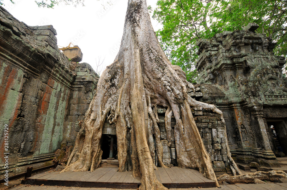 Crocodile Tree in Ta Prohm Temple (tree temple) in Angkor Wat complex ...