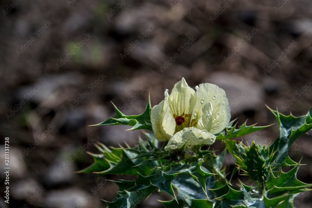 flor de Cardo Santo (Cnicus benedictus), planta medicinal silvestre, en ...