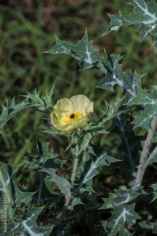 Foto Stock flor de Cardo Santo (Cnicus benedictus), planta medicinal ...