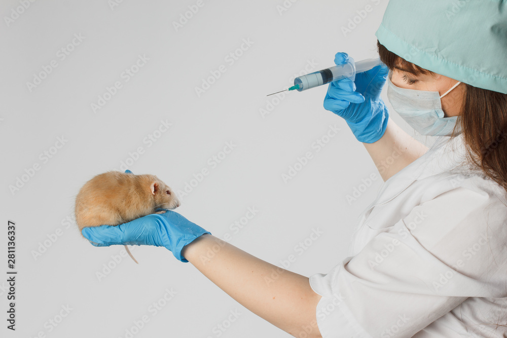 Veterinarian doctor in blue gloves is making a check up of a small ...