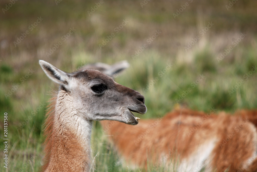 Guanacoes (Lama guanicoe), The name guanaco comes from the South ...