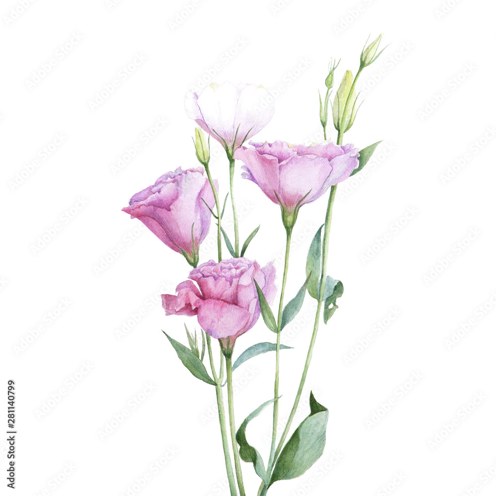 Watercolor pink garden lisianthus flower. Isolated hand drawn ...