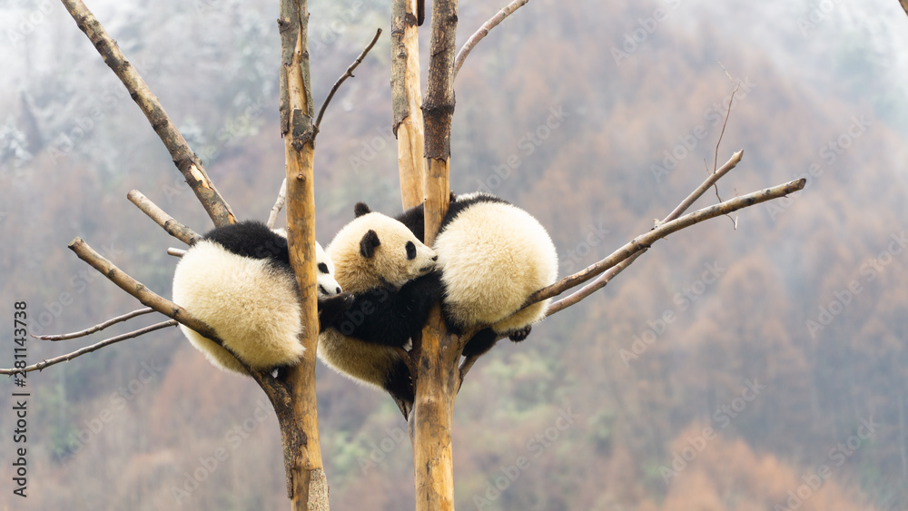 Giant Panda Cubs Sleeping