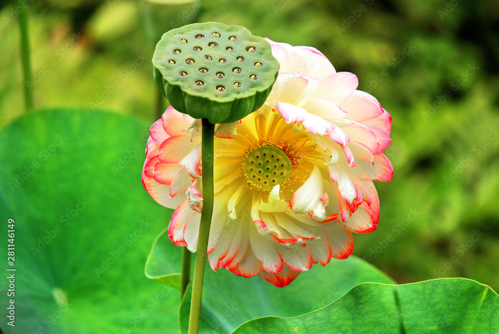 Lotus flower, Nelumbo nucifera, known by a number of names including ...