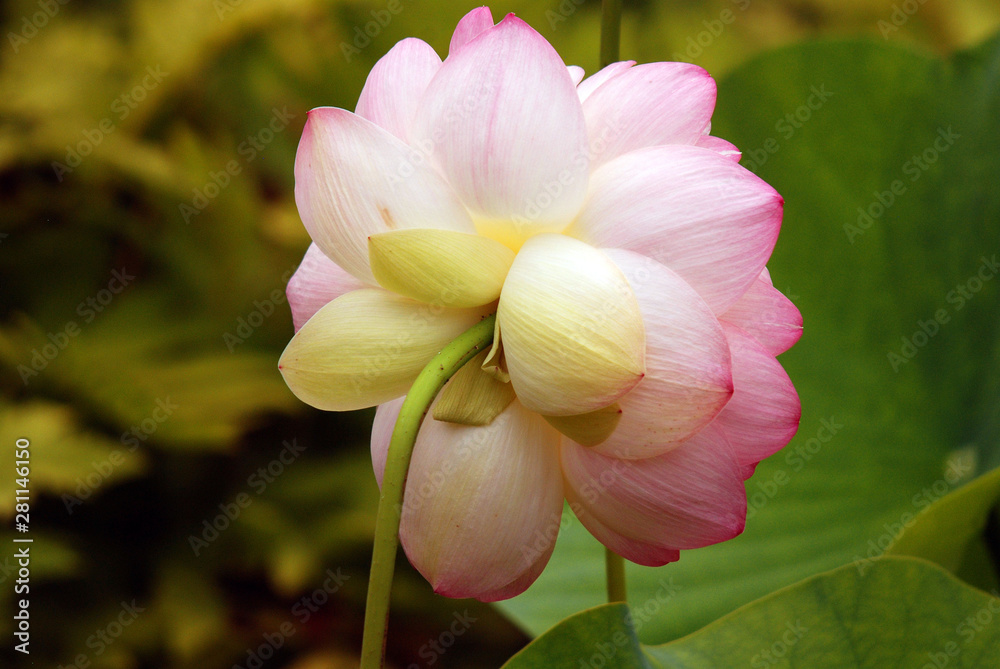 Lotus flower, Nelumbo nucifera, known by a number of names including ...