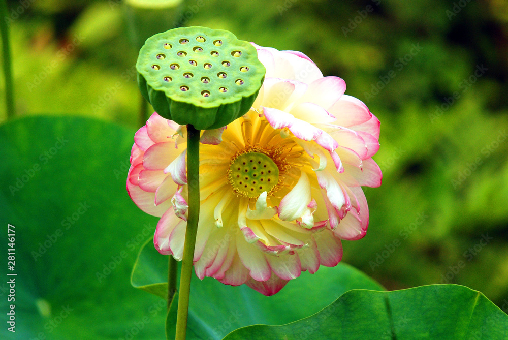 Lotus flower, Nelumbo nucifera, known by a number of names including ...