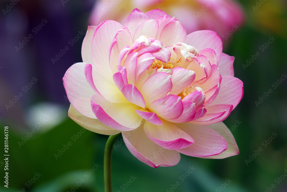 Lotus flower, Nelumbo nucifera, known by a number of names including ...