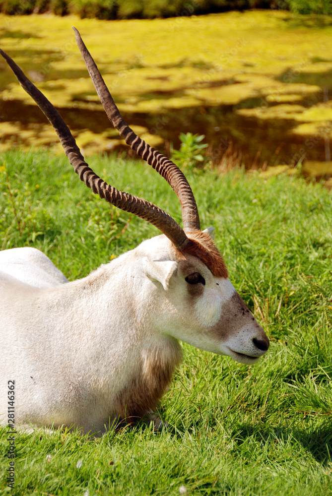 Addax (Addax nasomaculatus), also known as the white antelope and the ...